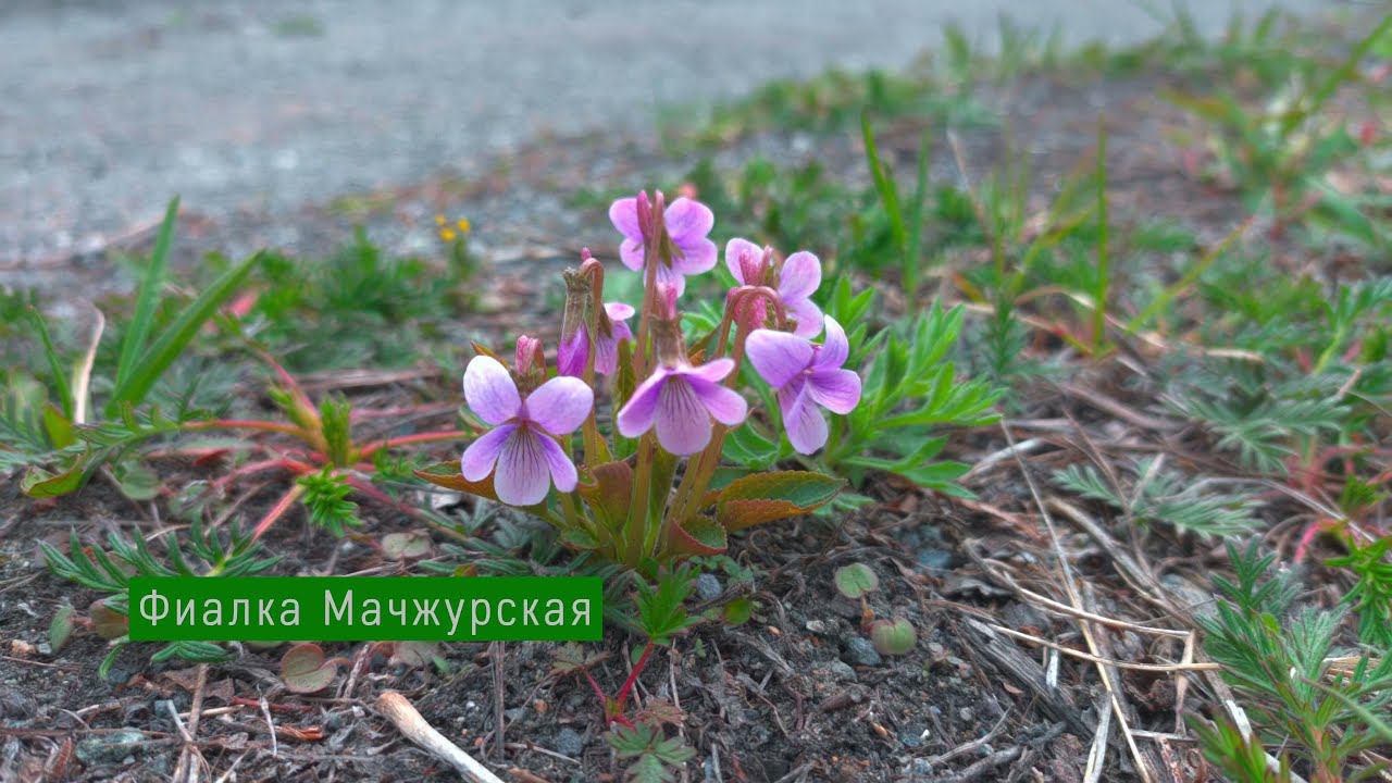 Fabulous Spring 2022 - Сказочная весна в Приморском крае, город Находка #Spring #весна