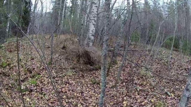Русская гончая "Шалун" 19.10.2022. (1).mp4