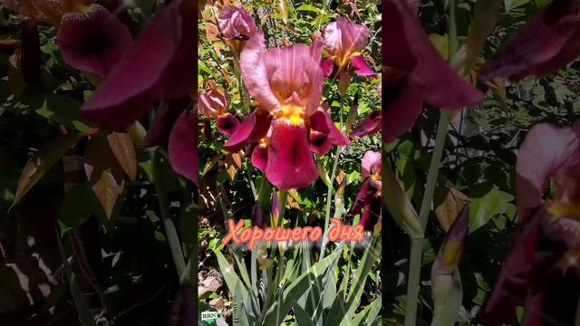 Доброго утра. Хорошего дня