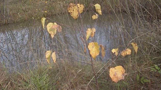 Ускользающая осень 2019