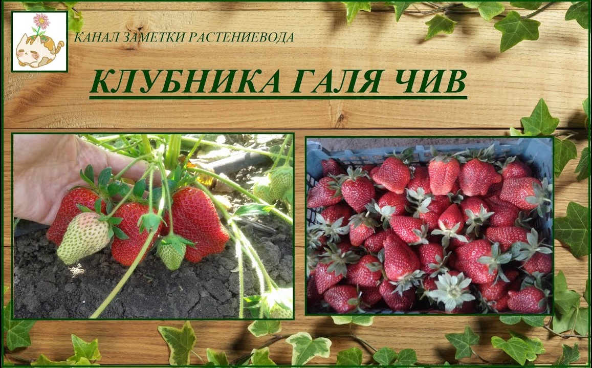Клубника Галя Чив - урожайный сорт итальянской селекции