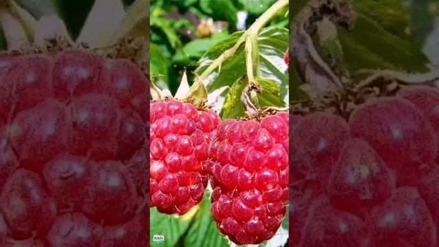 Малинового настроения