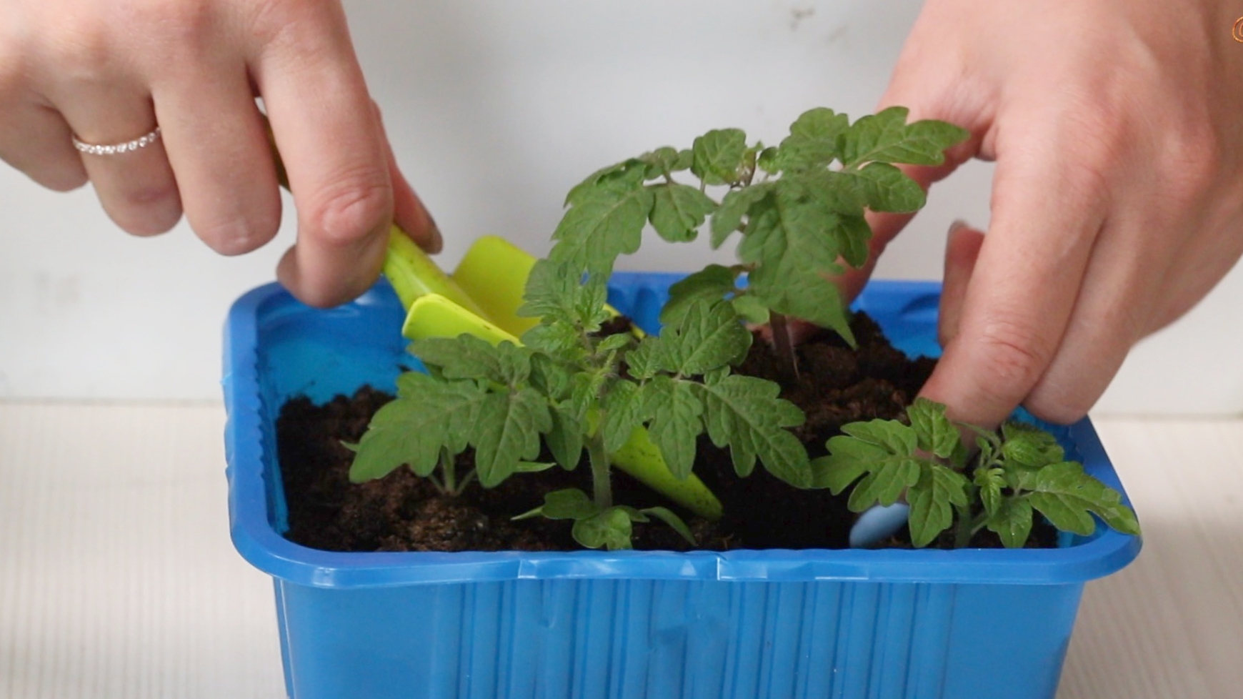 Пересадка рассады томатов в новый горшок. Огород на балконе.