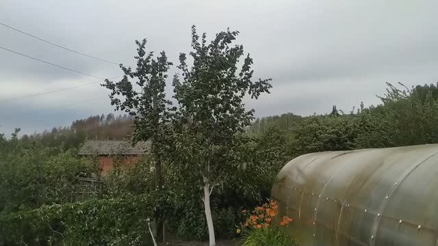 Абрикосы Саратовский рубин и Хабаровский. 12.07.2023