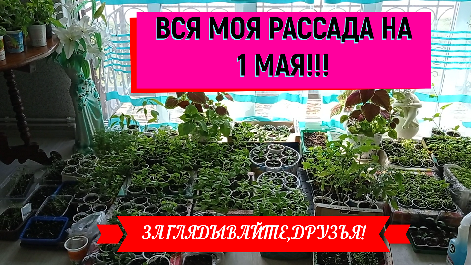 ВСЯ МОЯ РАССАДА НА 1 МАЯ!#рассада#обзоррассады#рассадапетунии#рассадалобелии#рассадаясколки#рассадав