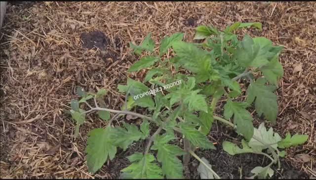 Чем подкормить томаты для быстрого роста.