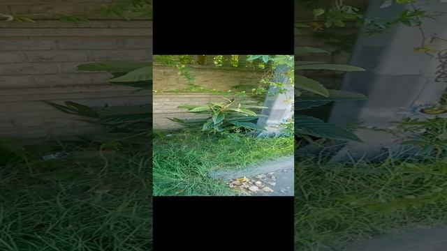 что за чудо цветок