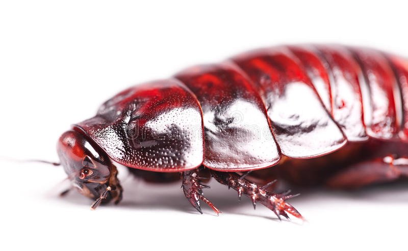 Таракан-носорог Macropanesthia rhinoceros.