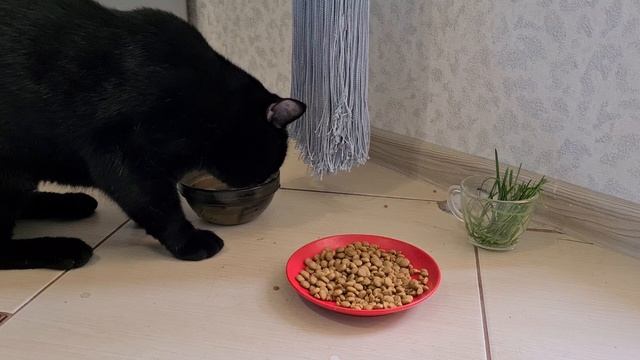 Кот который хотел пить