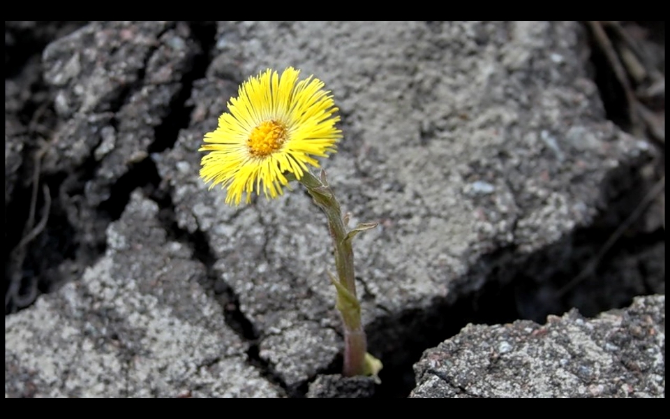я к вам травою прорасту