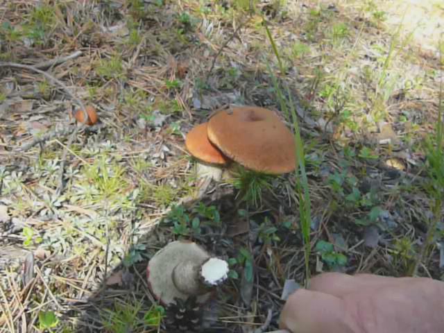 Грибная тайга. Срезать или выкручивать?