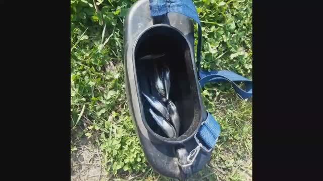 р.Сев.Двина  9.06.2019.