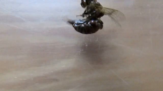 осенние ужасы в семьях пчел, в улье со сплошным дном, в момент обработок пчел от клеща Варроа