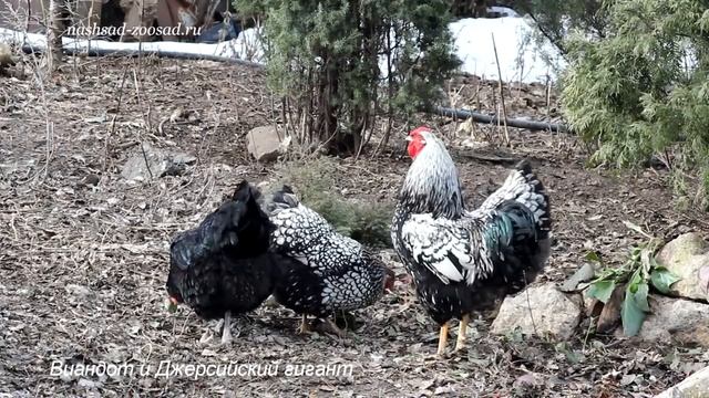 Виандот серебристый.