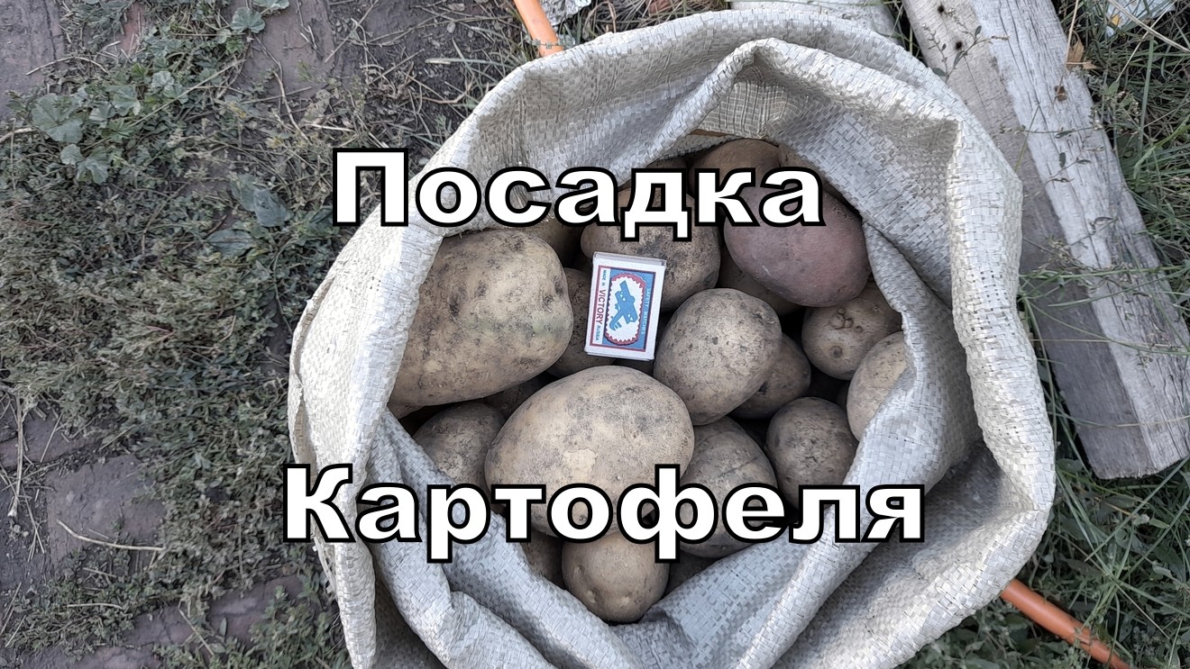 Посадка картофеля