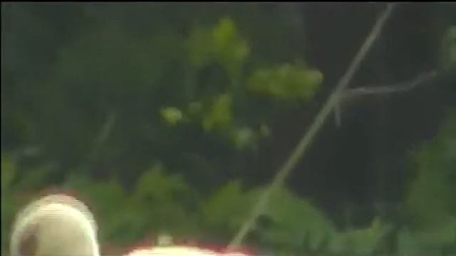 Аист на фоне леса