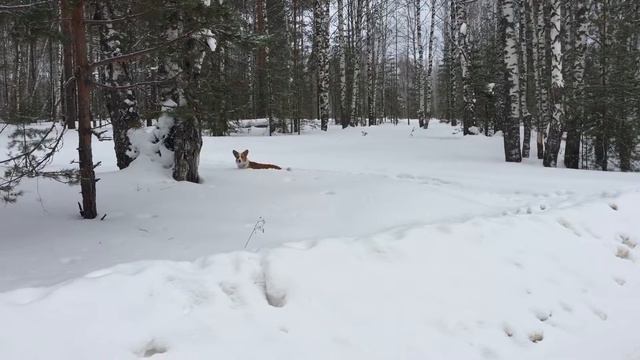 Лаврик потерял снежок. Тяжело с короткими лапками. Февраль 2017
