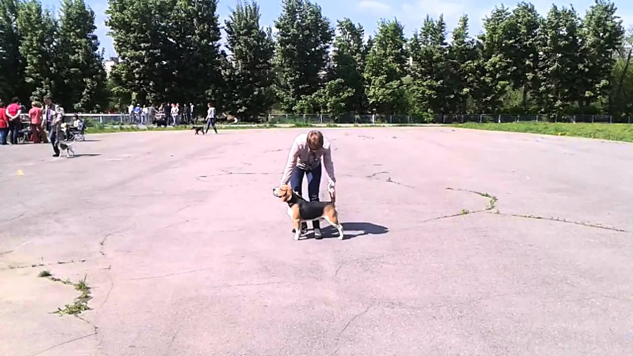 Выставка собак в Челябинске 26.05.2013. Тренировка