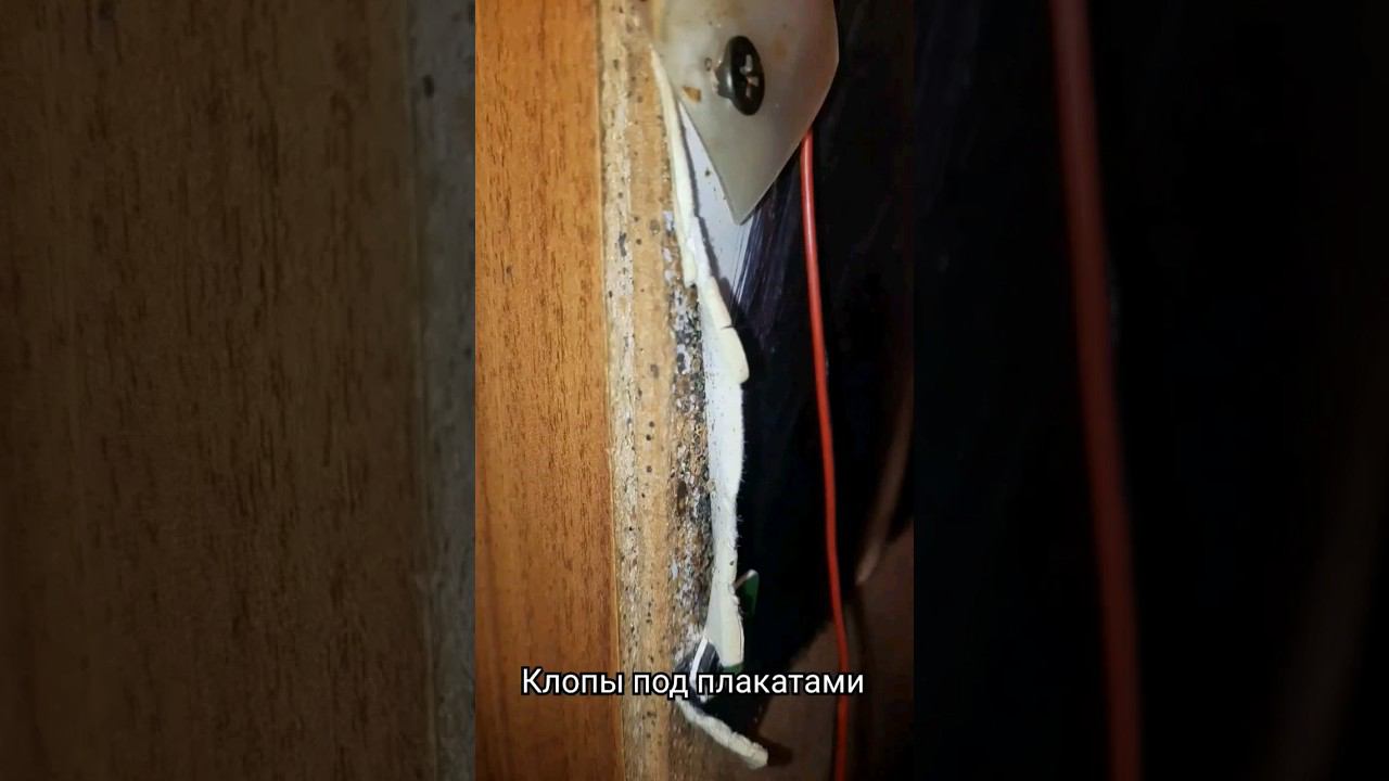 Клопы под плакатами |Подпишись | #клопы #клопывквартире #сэстула