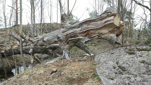 Карелия г. Паасонвуори 79 м 01.05.22г.