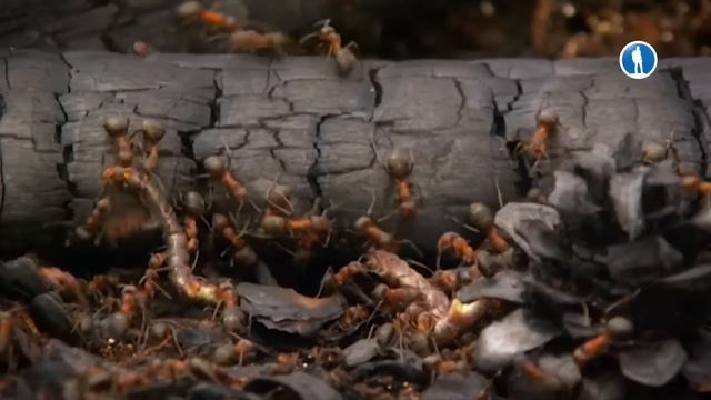 Мир насекомых (2017) (720p)