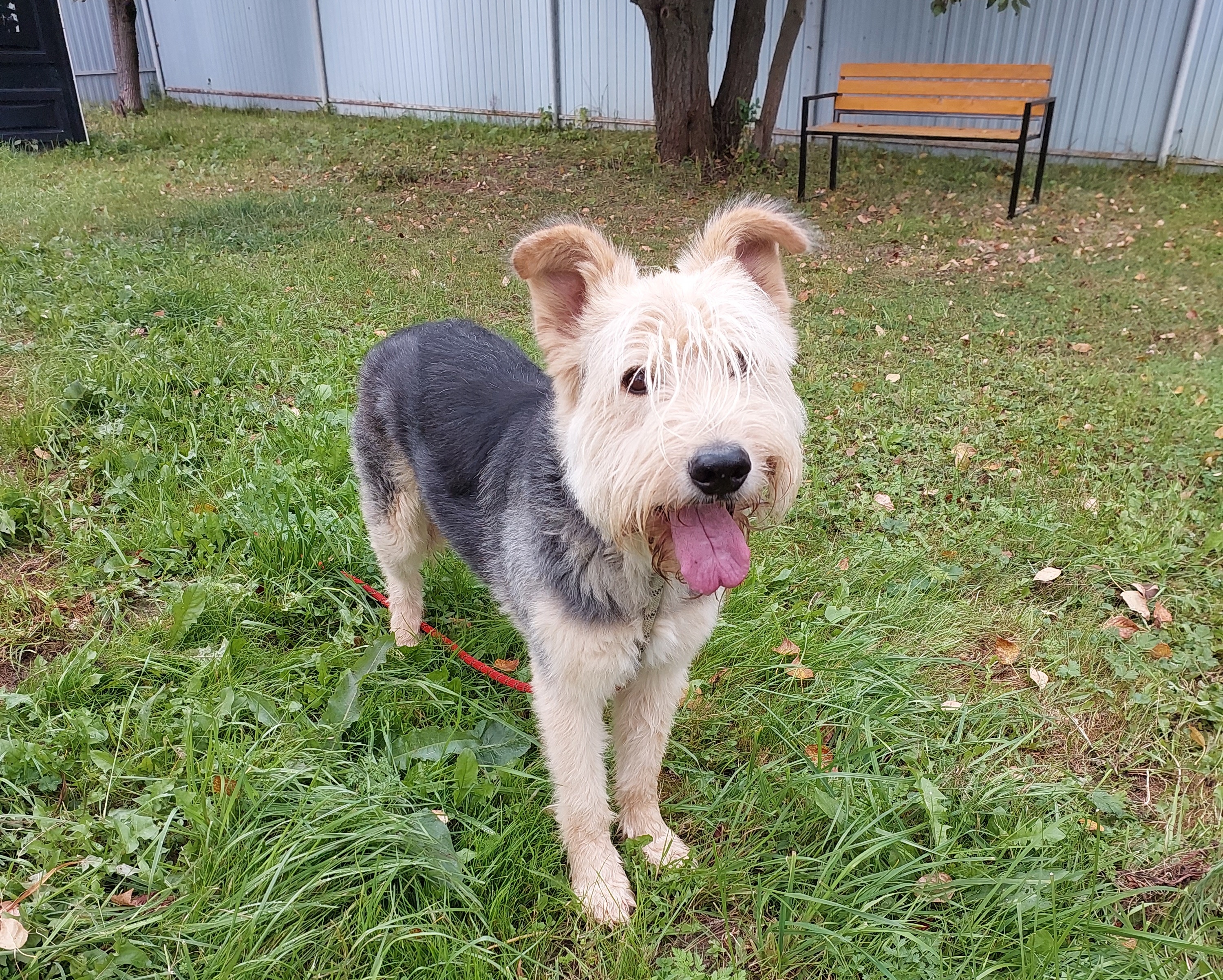 Баффи похож на йорка с этой летней прической