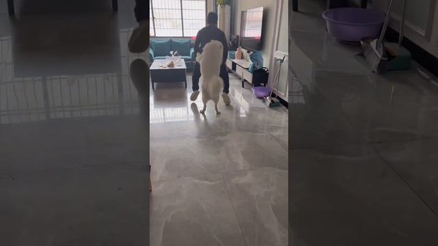 Собакен 2024, часть 1