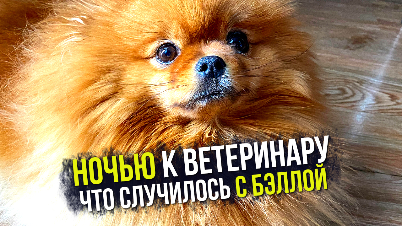 Шпица Бэллу увезли ночью к ветеринару