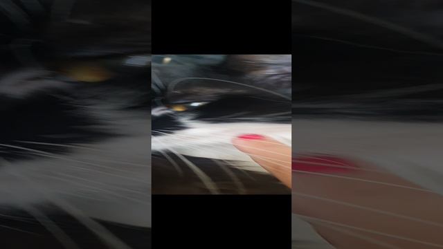 Доброе утро кошачье).