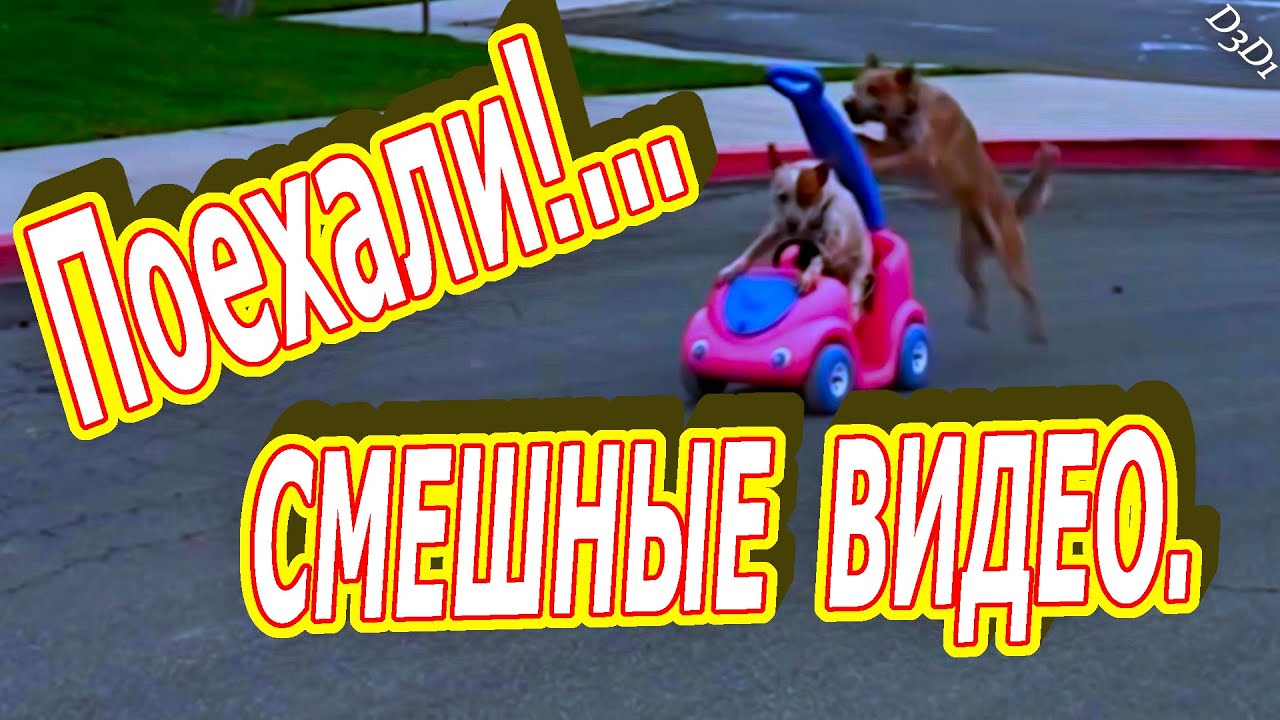 смешные видео - собаки_ кошки_ дети