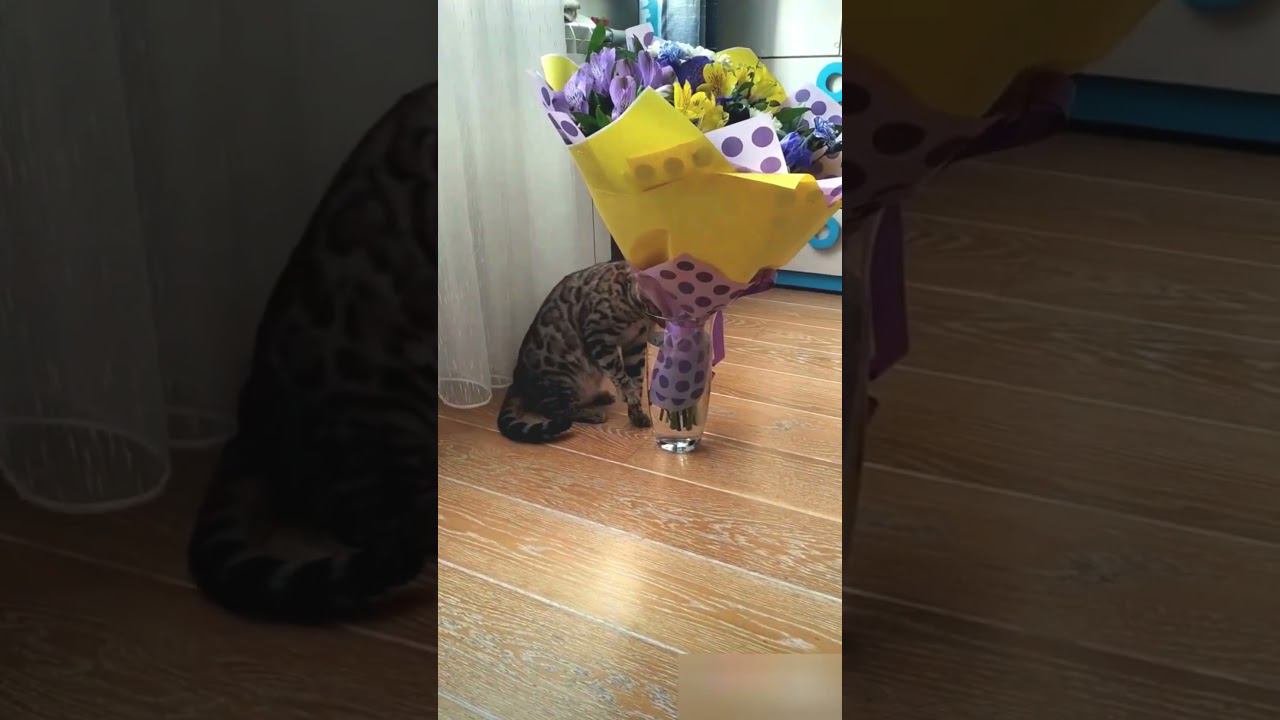 Кошки тоже любят цветочки #shorts #short #shortvideo #shortsvideo #кот #кошки #cat #cats #catlover
