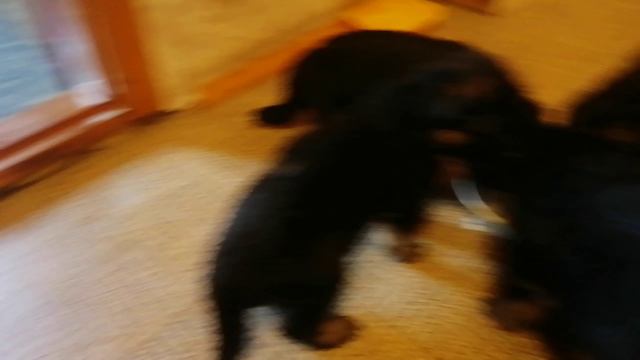 Первый прикорм щенков в 27 дней!