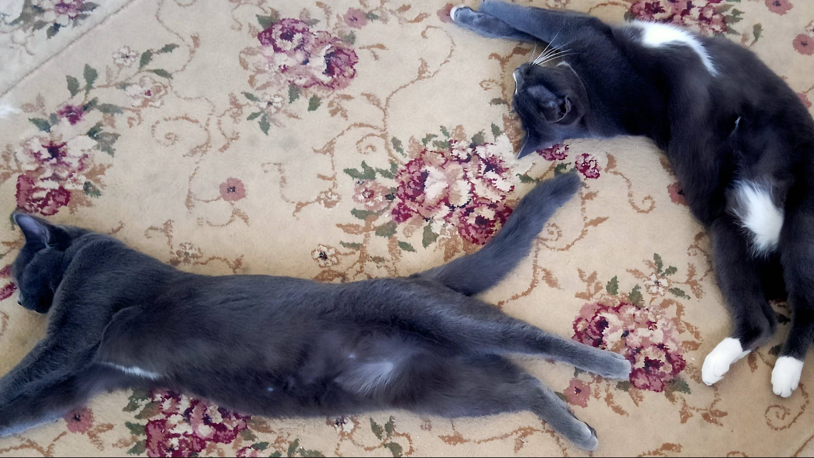 Привет от Чичи