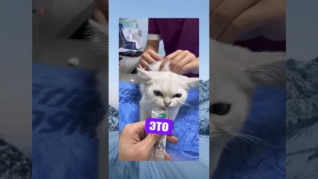 ПРИКОЛЫ С КОТАМИ / Я не кот - я тигр #юмор #приколы #смех #котики