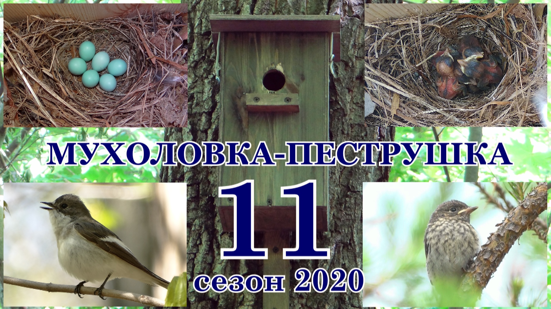 От гнезда до птенца. Хроника событий. Мухоловка-пеструшка. (Ficedula hypoleuca) 11 серия. Сезон 2020