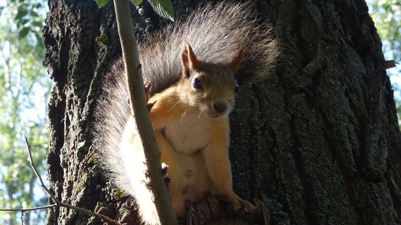 Белочки (6.08.2023)