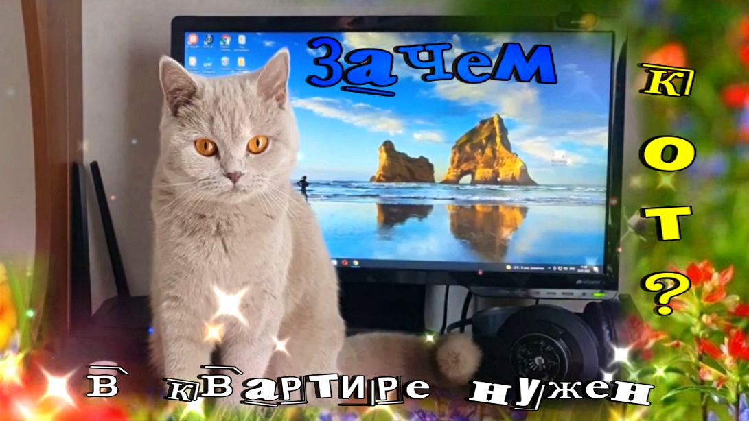 Зачем в квартире нужен кот? / ЗАРЯЖАЕМСЯ ПОЗИТИВОМ!