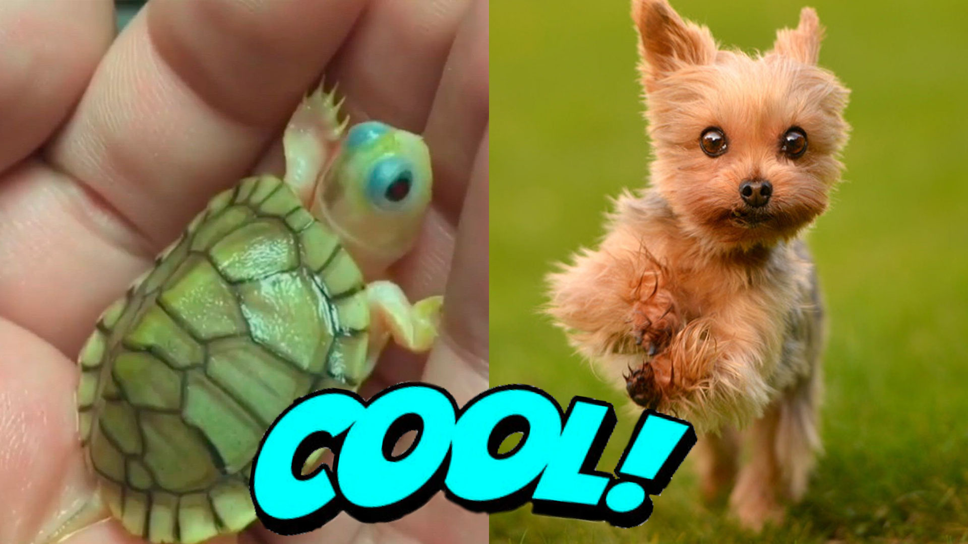 МИЛЫЕ ЖИВОТНЫЕ кошки и собаки #2.mp4