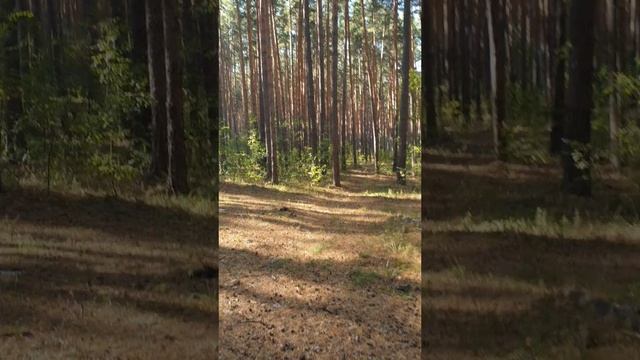 Иду за грибами в идеальный лес