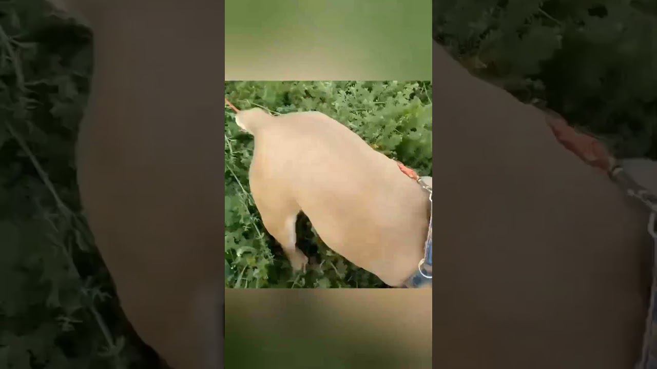 Г - Грациозность. Высокая трава, и бульдог превращается в лань! #французскийбульдог  #смешныесобаки