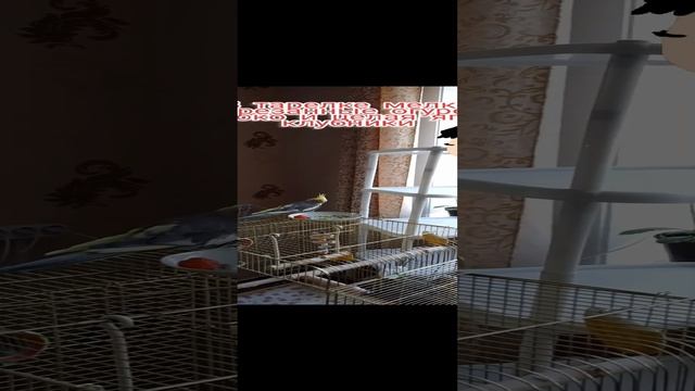 Попугай Ляля не ест овощи, фрукты и ягоды