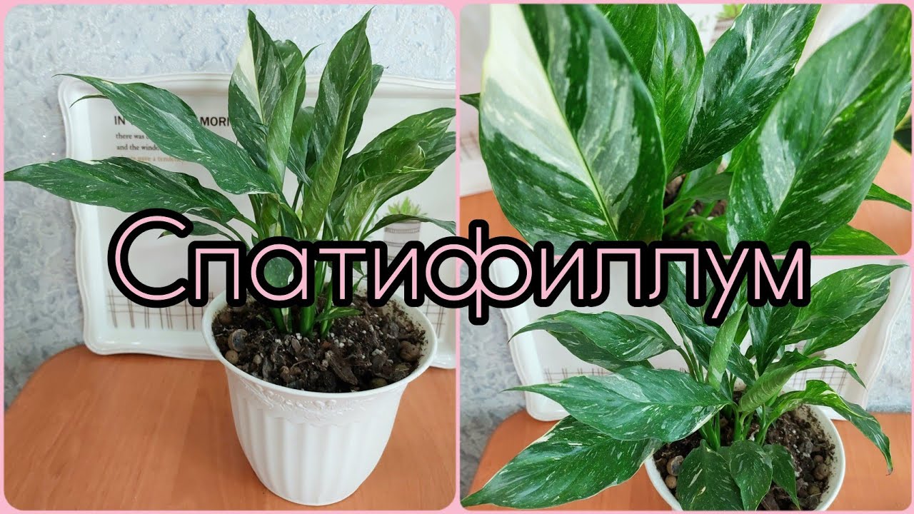 Продолжение?Тот самый, разрезанный пополам #СПАТИФИЛЛУМ ? #ответы на #комментарии ? #женскоесчаст