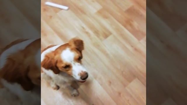 Дрессировка апортировки, команды_ возьми держи дай.mp4