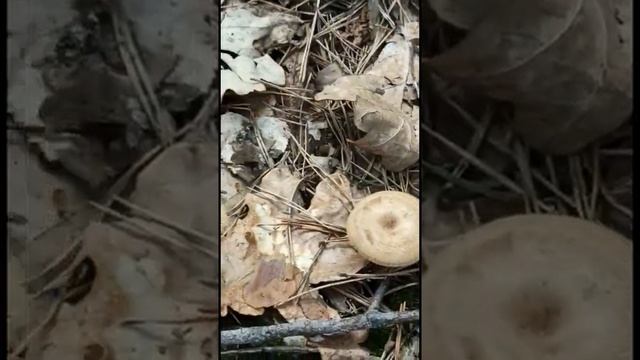 ❗️ГРИБЫ... ГРИБОЧКИ?❗️