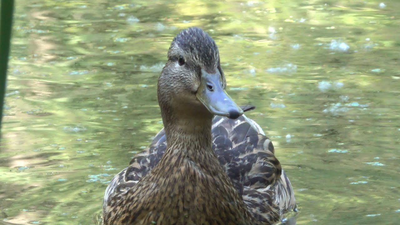 Утята - 4 недели (10.06.2023)