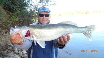 НА ЖИВЦА.ГИГАНТСКИЙ ТРОФЕЙНЫЙ СУДАК ОСЕНЬЮ.2о22..
