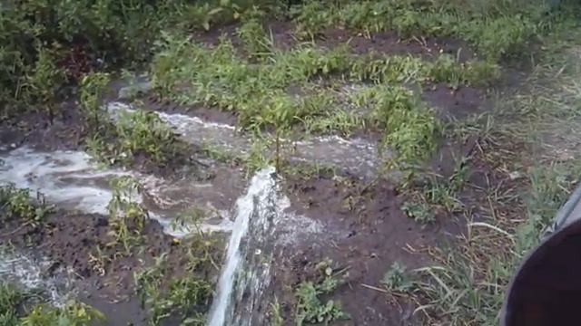 Полив томатов дождеванием - фрагмент