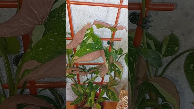Ваш самый красивый #сингониум??Ред Спот Триколор?#Сингониум на опоре?#цветы #коллекция #растения