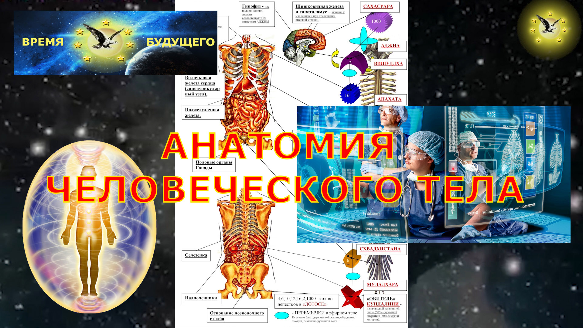 Анатомия человеческого тела