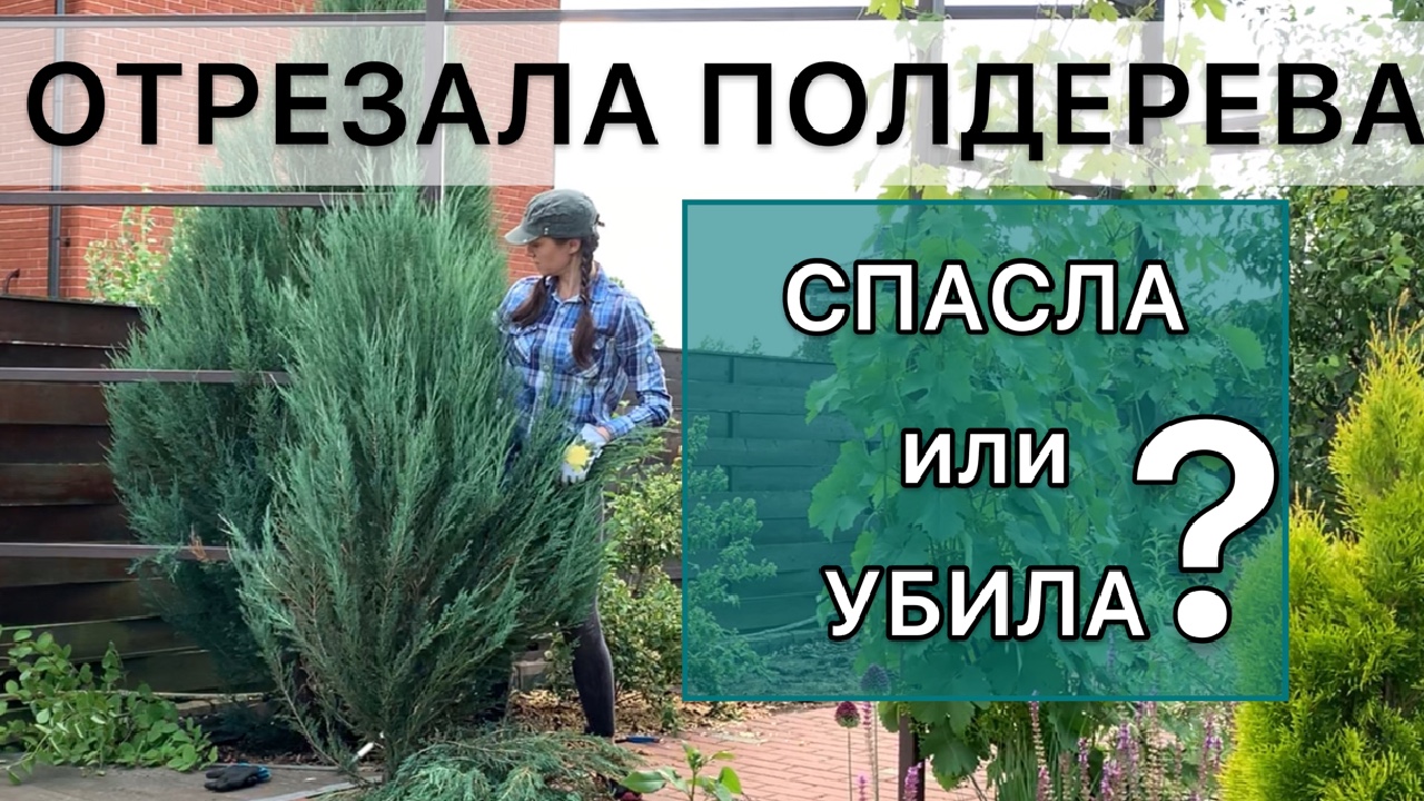 Формировка можжевельника скального, вертикального, в один ствол от разломов снегом